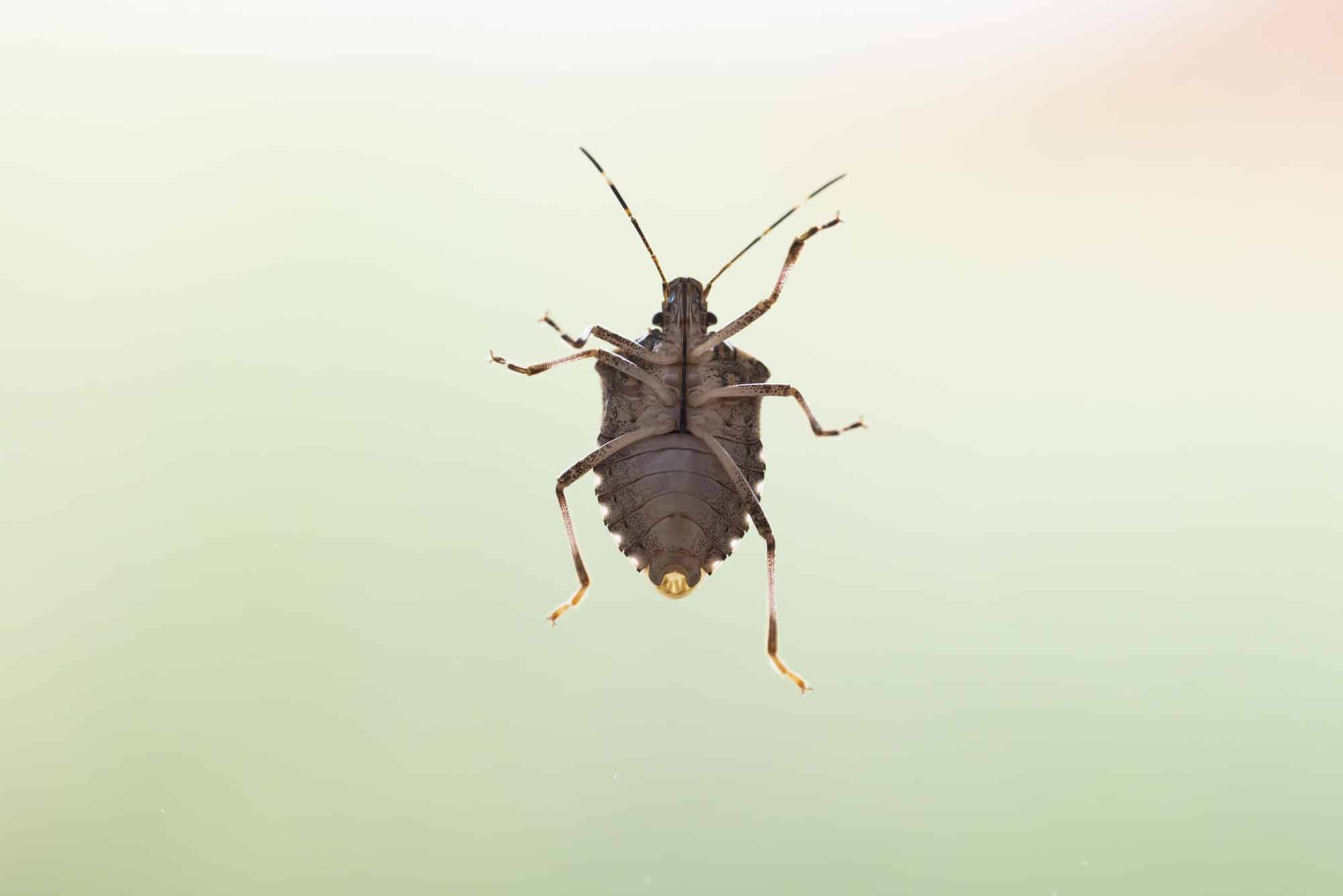 Understanding Your Enemy: Decoding the Lifecycles of Pests - Robard's ...